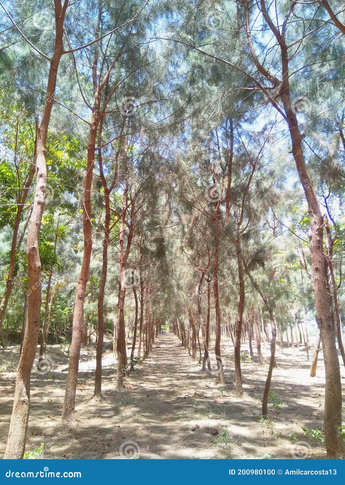 Pine Forest at Fatumaca, Timor-Leste. Stock Photo - Image of leste ...