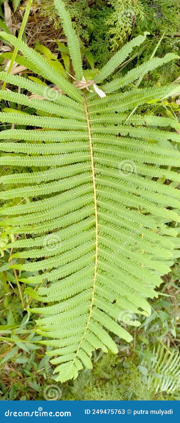 This is a Pine Forest Fern that is Rich in Benefits and Rare Stock ...