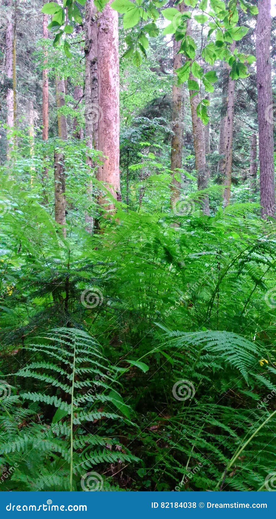 Pine forest and ferns stock photo. Image of raining, green - 82184038