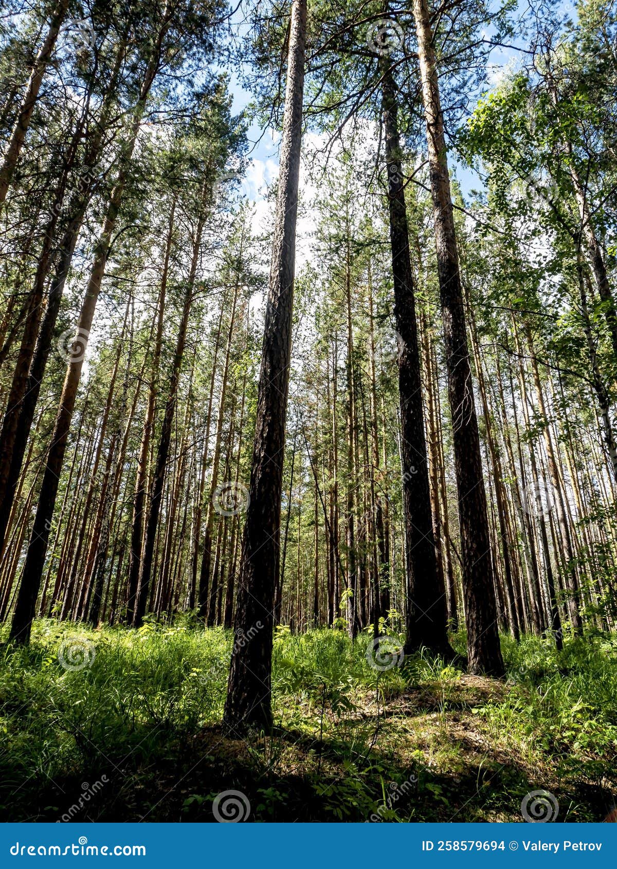 Pine Forest on a Fine Summer Morning Stock Photo - Image of pine, green ...