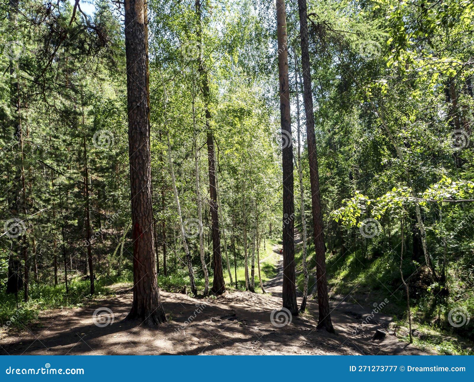 Pine Forest on a Fine Summer Morning Stock Image - Image of plant ...