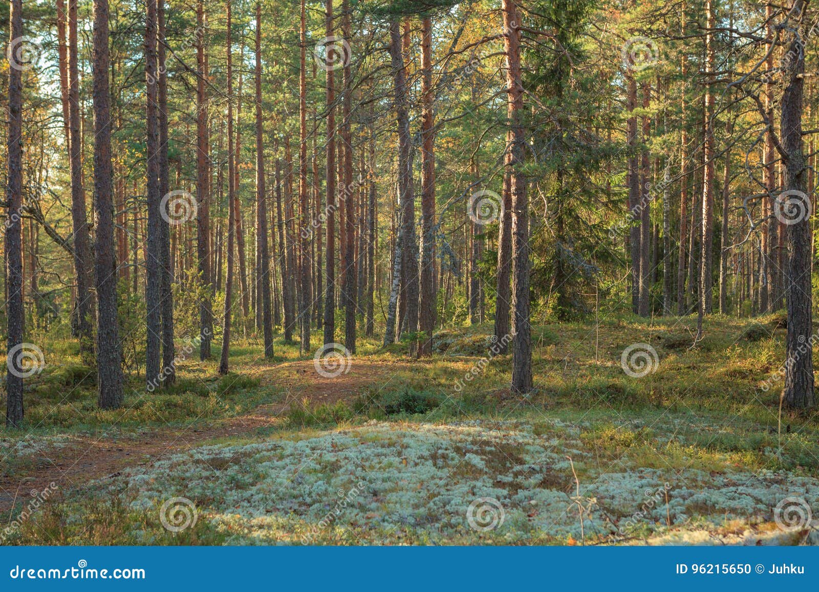 Pine forest in Finland stock photo. Image of finland - 96215650