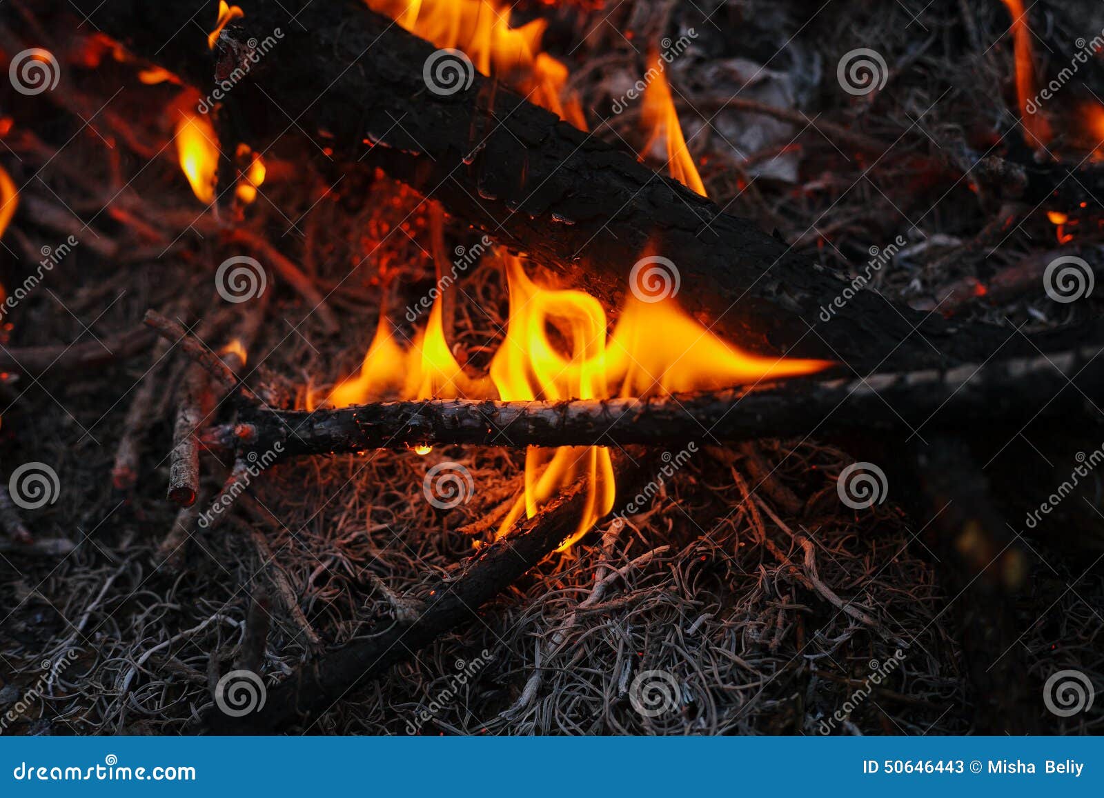 In a Pine Forest Fire Burning Branches and Trees Stock Image - Image of ...