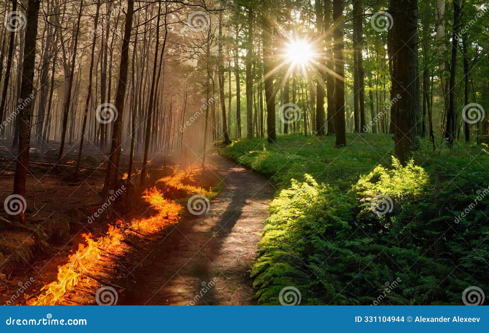 Pine Forest before and after the Fire. Ecology, Environment ...