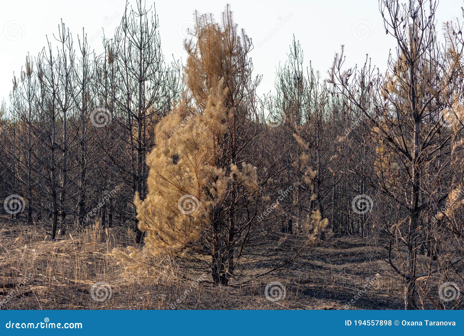 Pine Forest after a Fire in the Summer. the Tree Trunks Were Burned and ...