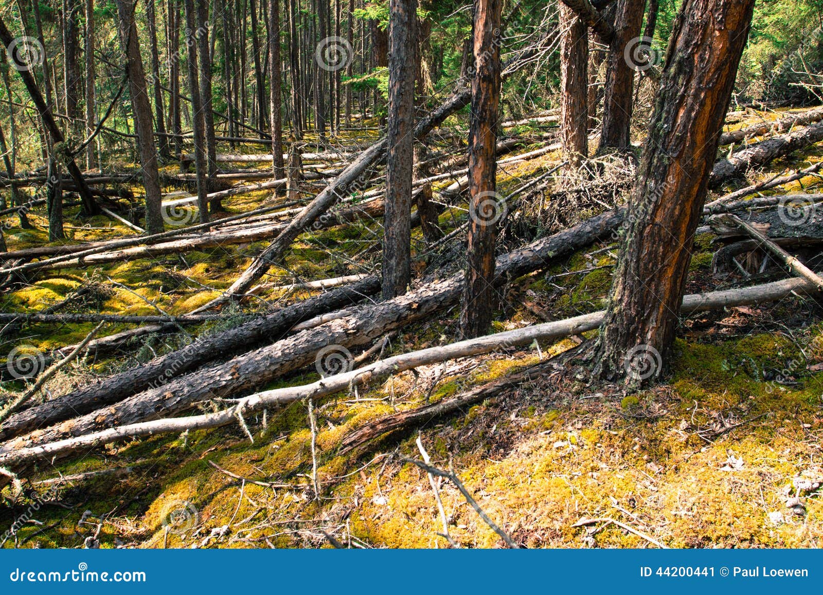 Pine forest floor stock image. Image of pine, timber - 44200441
