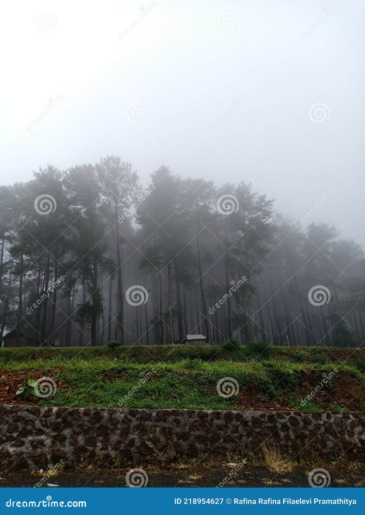 Pine forest and fog stock image. Image of dawn, morning - 218954627