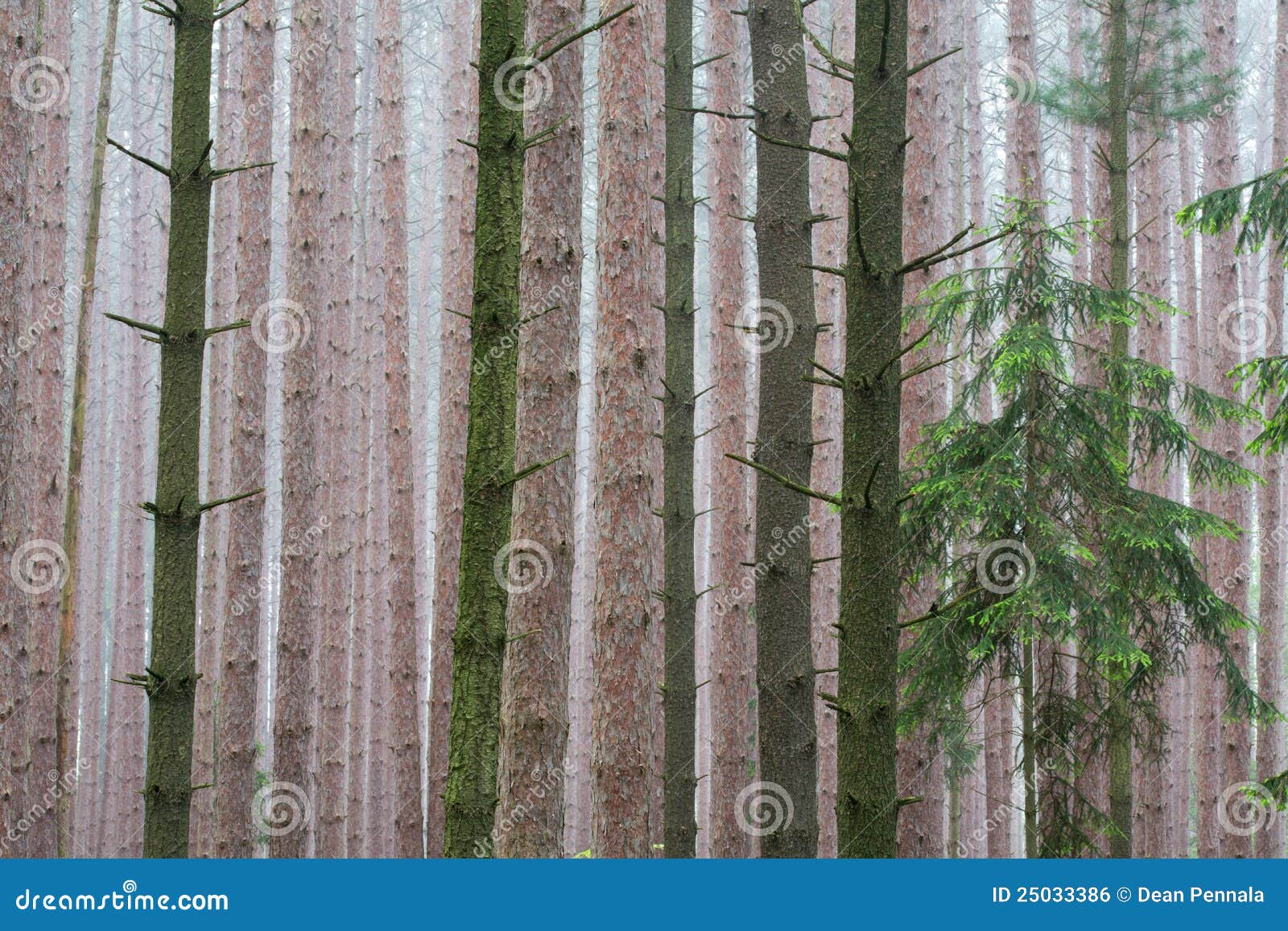 Pine Forest in Fog stock photo. Image of forest, state - 25033386