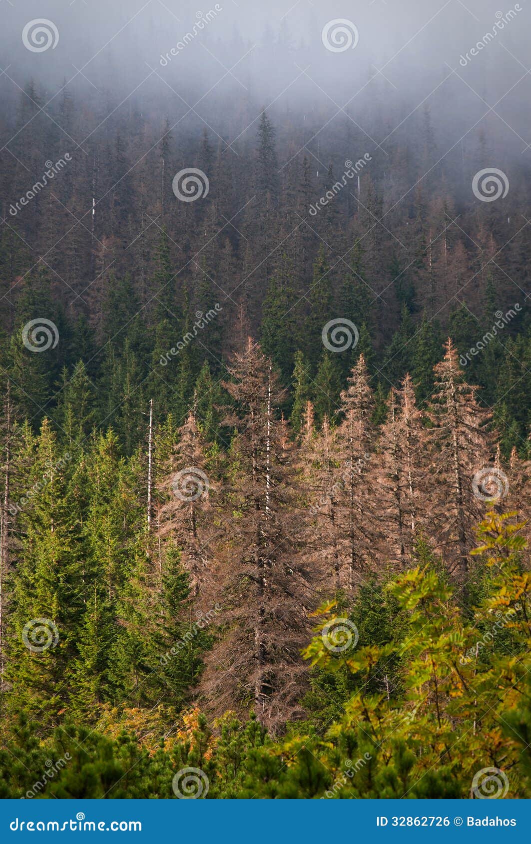 Pine forest stock photo. Image of idyllic, branch, mountain - 32862726