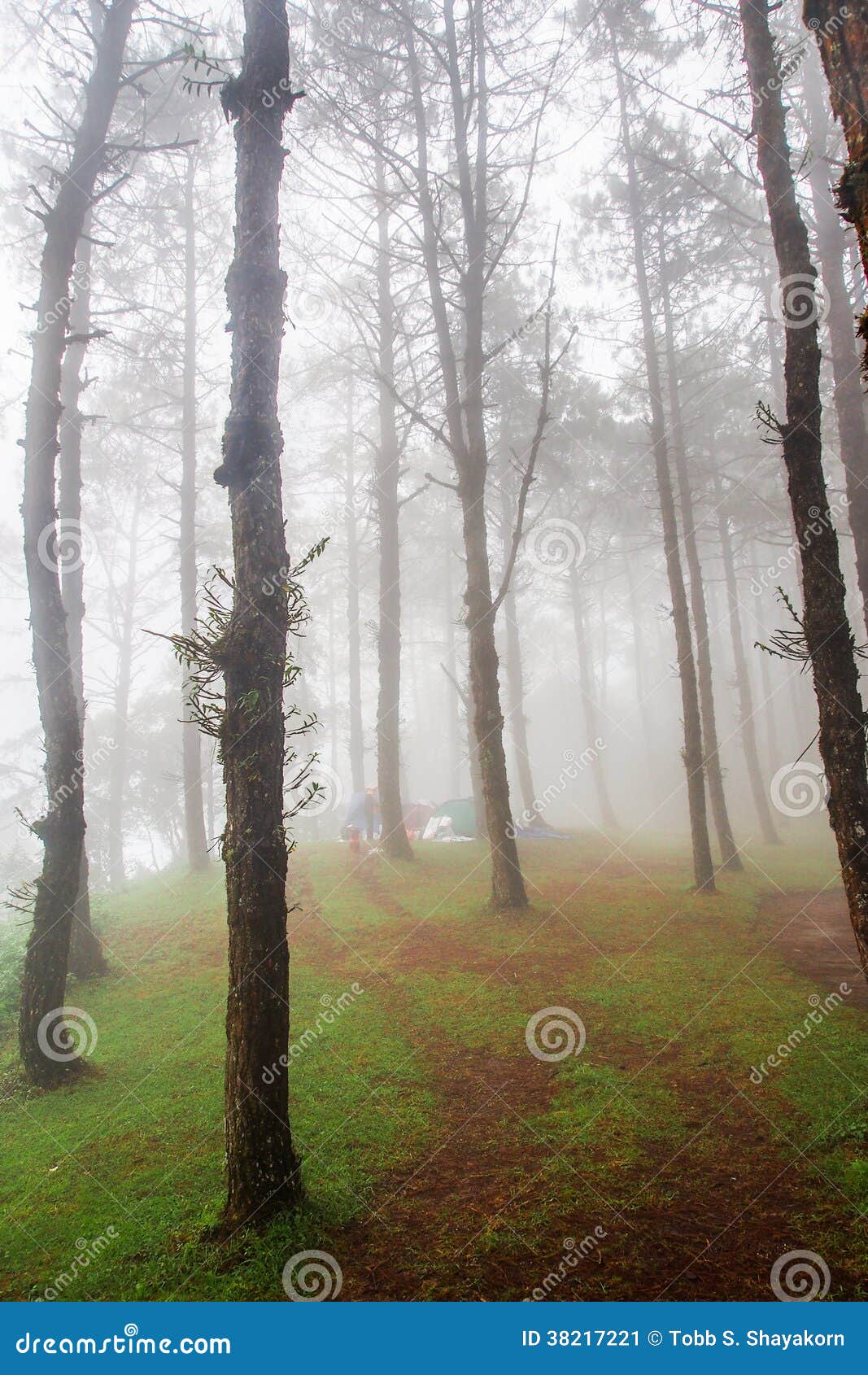 Pine forest with fog stock image. Image of view, scenery - 38217221