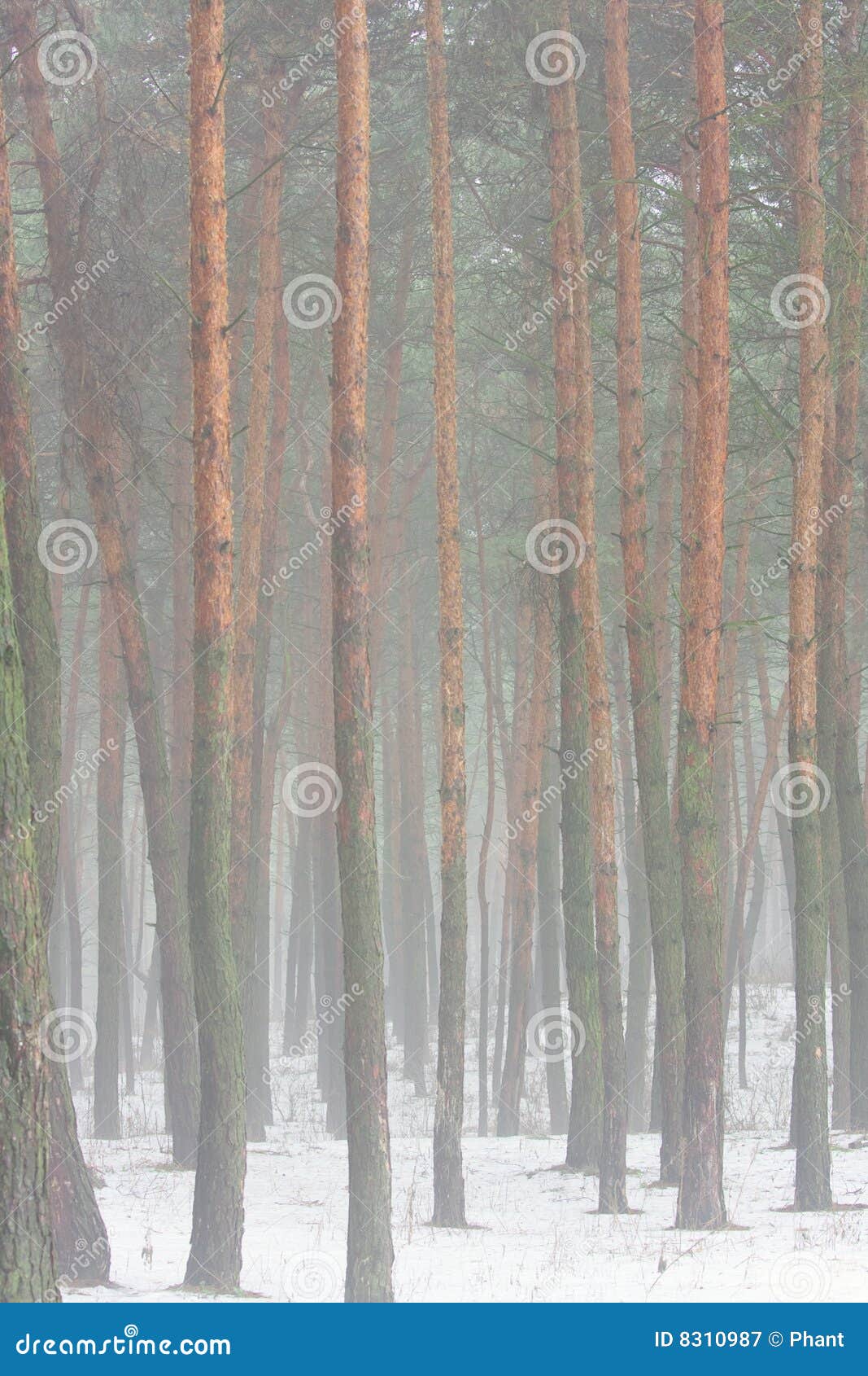 Pine forest in fog stock image. Image of forest, stem - 8310987