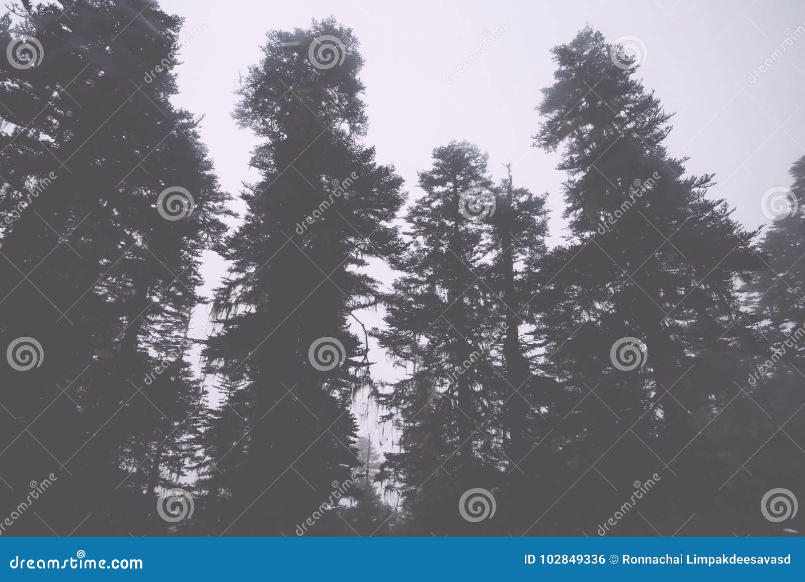 Pine forest with fog stock photo. Image of tree, field - 102849336