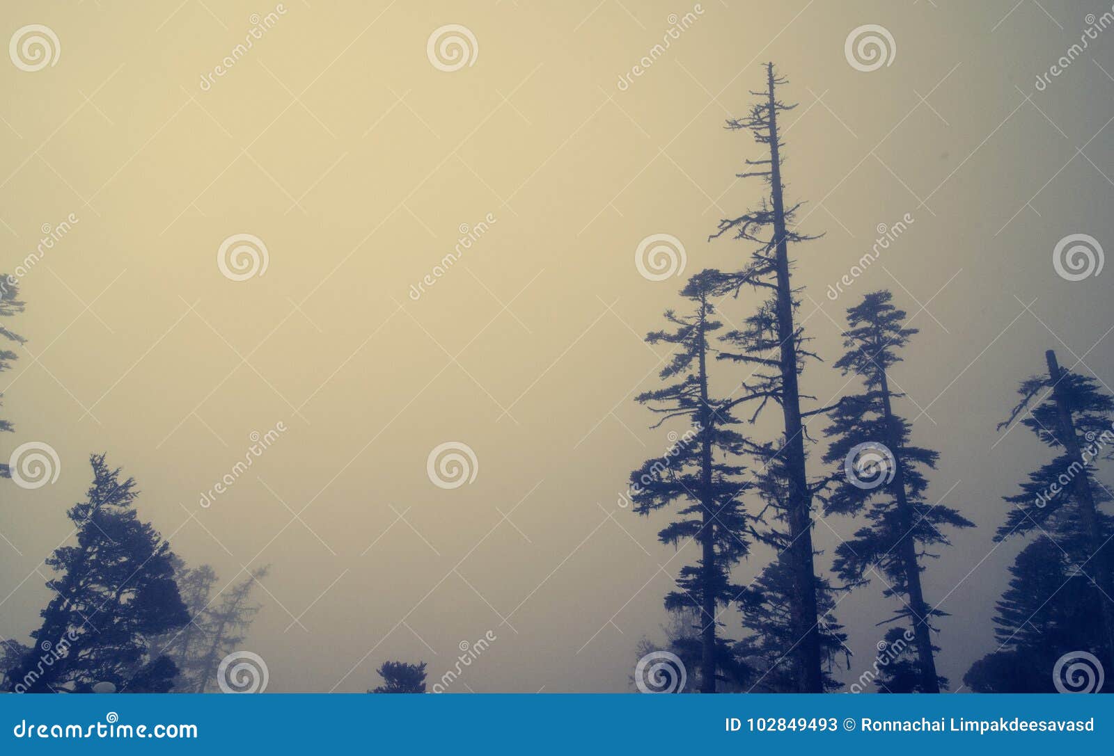 Pine forest with fog stock image. Image of pine, vintage - 102849493