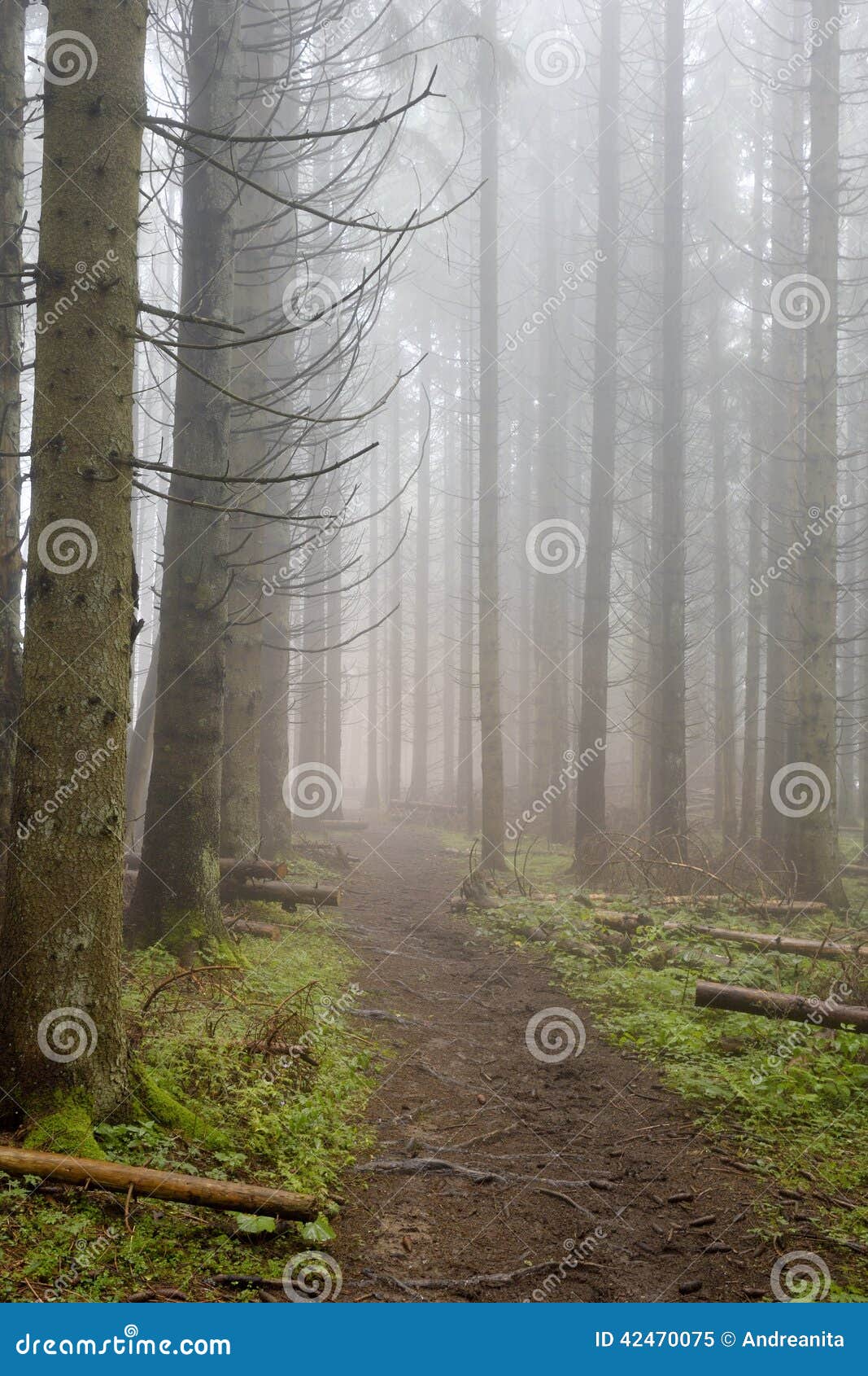 Pine forest with fog. stock image. Image of easy, ecology - 42470075