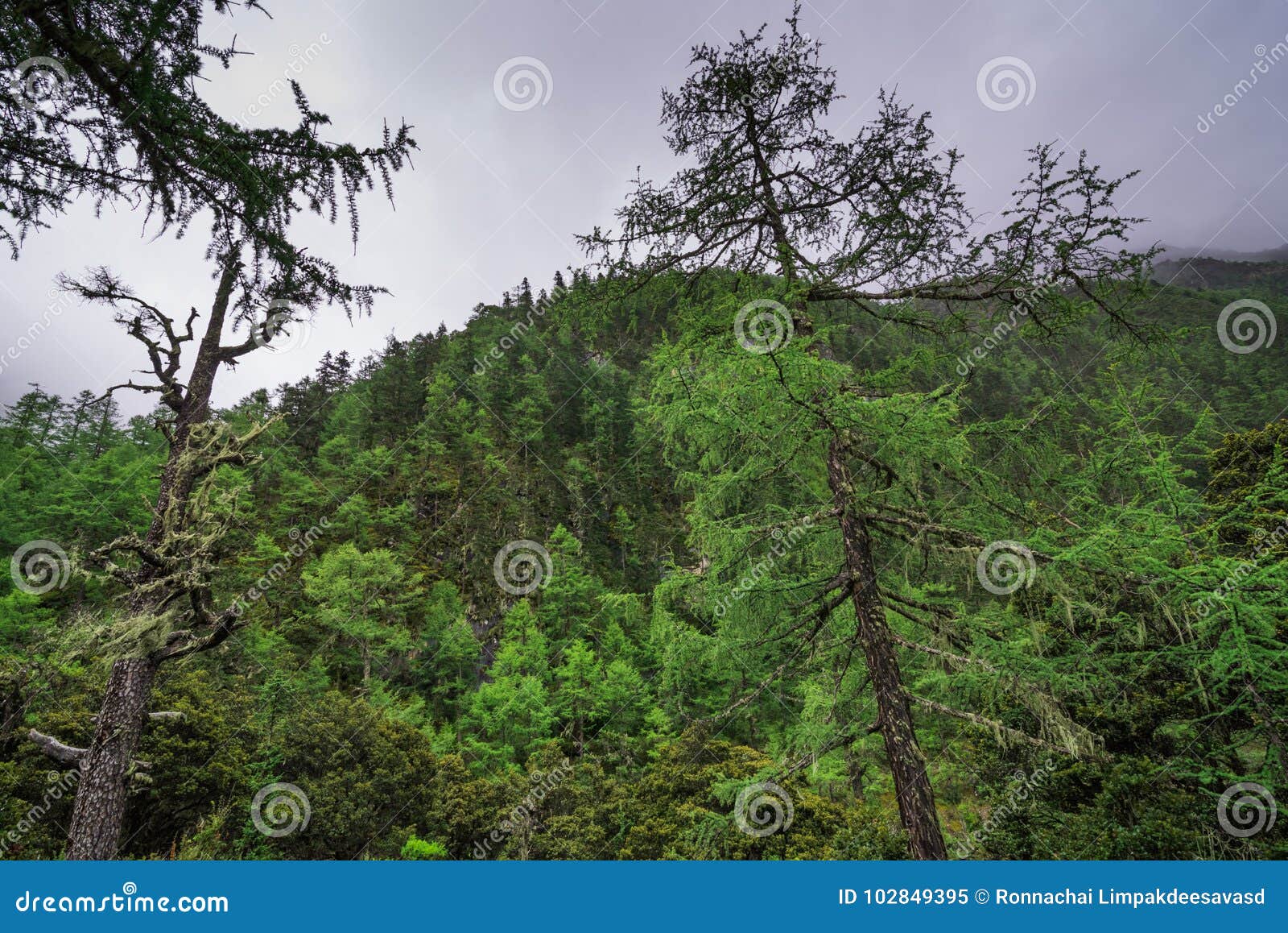 Pine forest with fog stock image. Image of landscape - 102849395