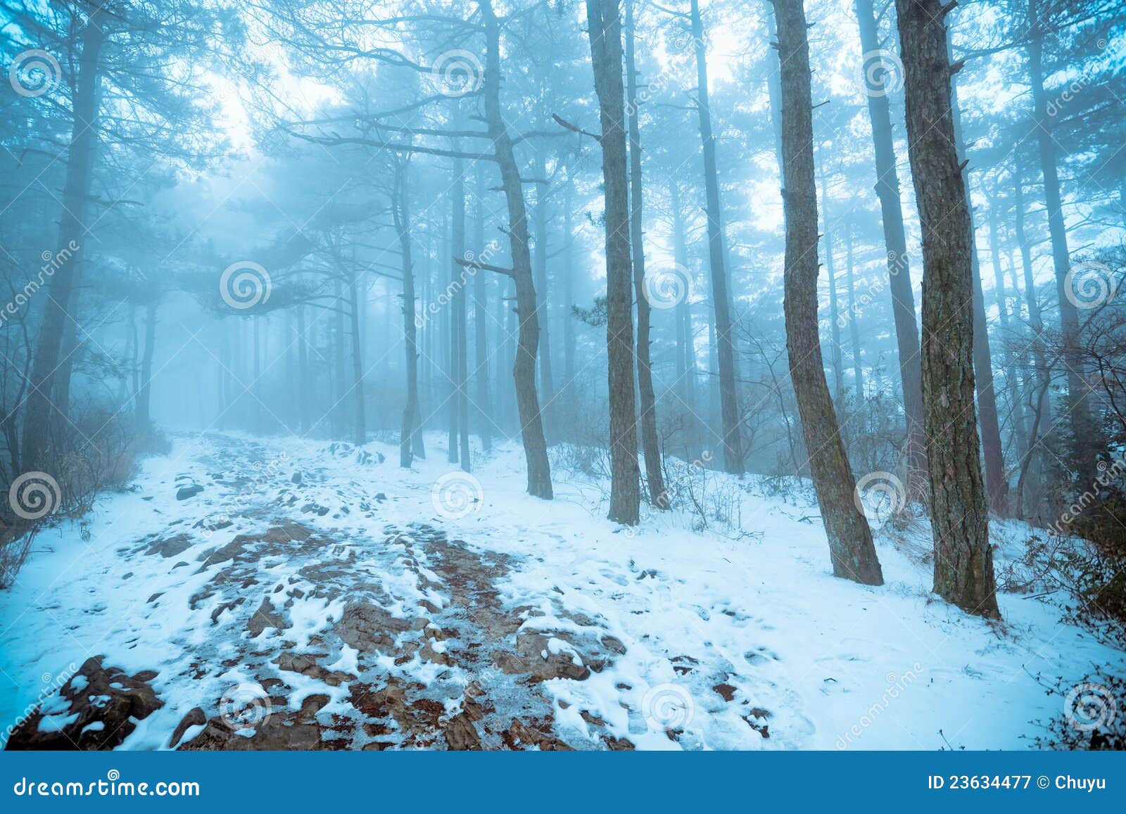 Pine Forest in Fog and Snow Stock Image - Image of road, mountain: 23634477