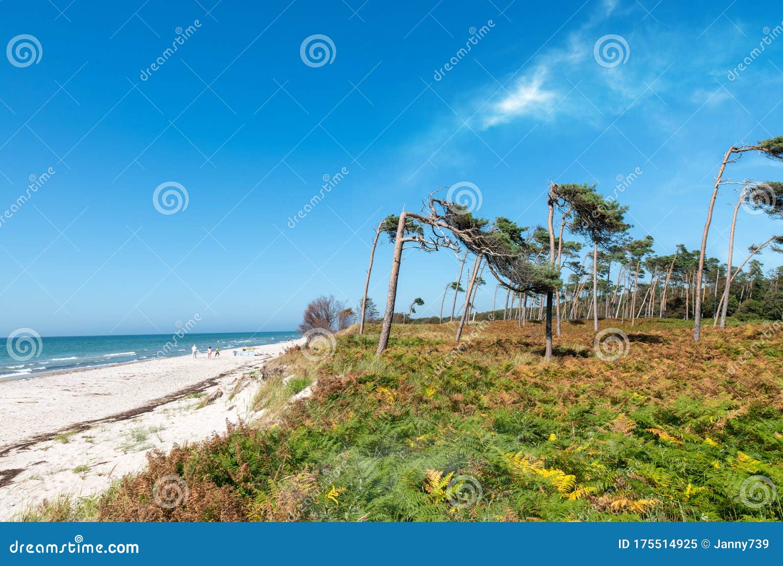 Pine Forest on the German Baltic Coast with Dunes, and Sand Stock Image ...