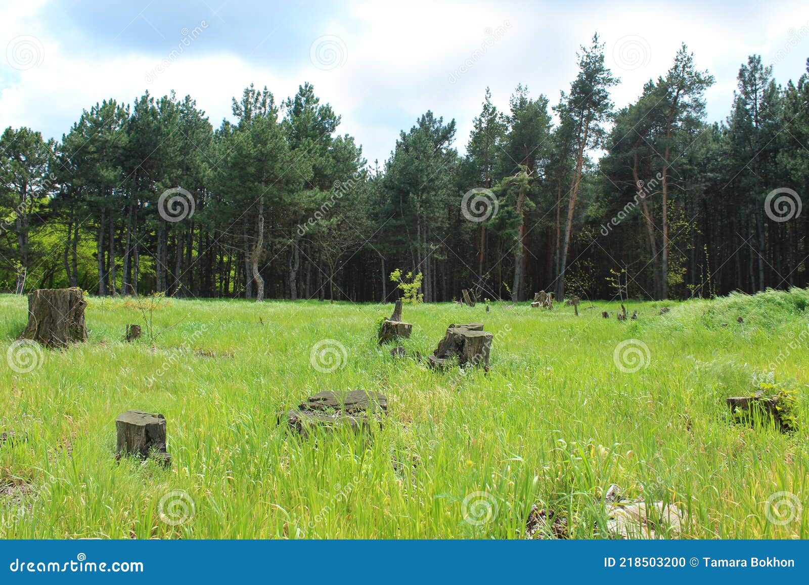 Pine Forest in the Grass Stumps. Deforestation Theme, Deforestation in ...