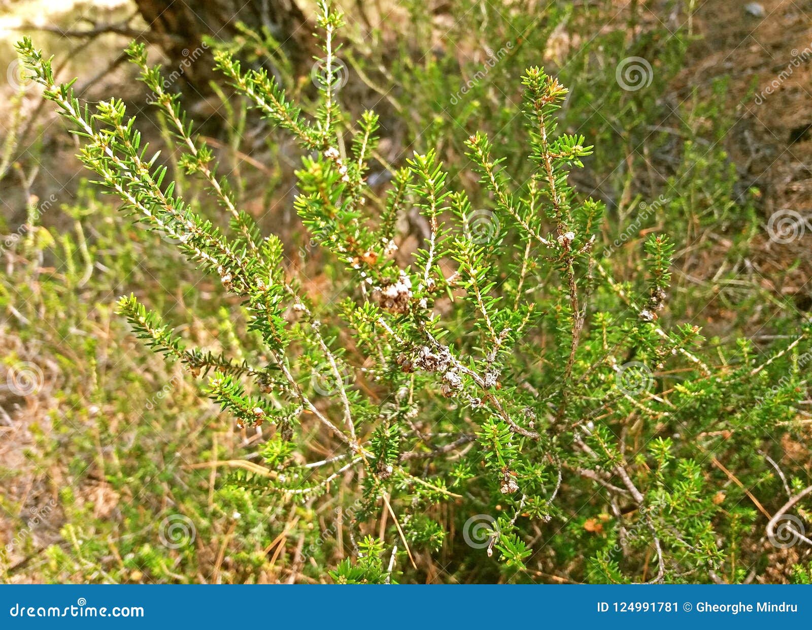 In a Pine Forest in Greece, this Tree is Young Stock Image - Image of ...