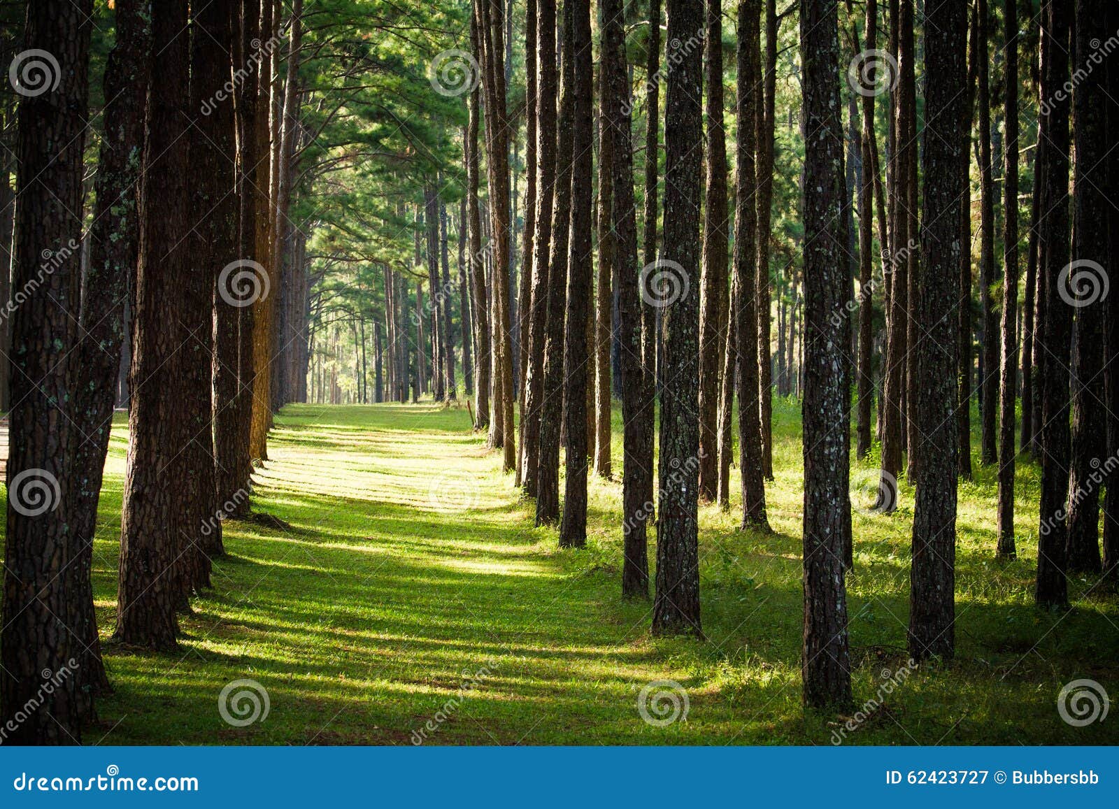 Pine Forest with Green Grass Stock Image - Image of tree, lane: 62423727