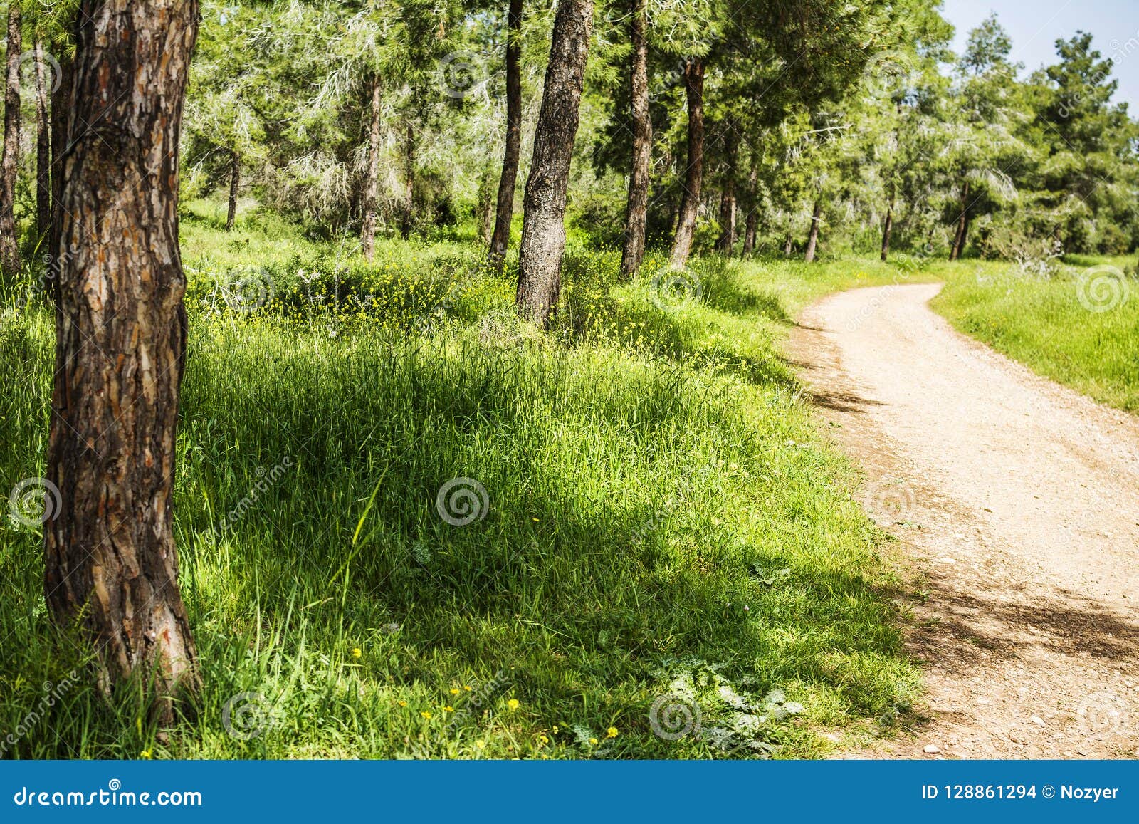 Pine Forest with Green Grass and Thekking Path on Sunny Summer D Stock ...