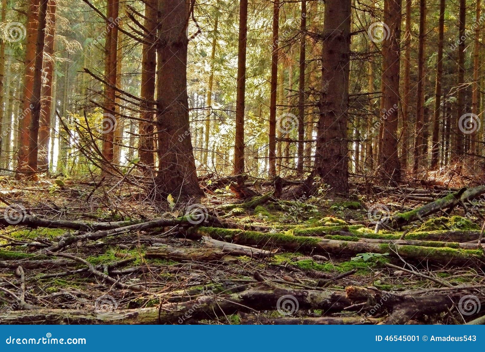 Pine Forest Ground Background Stock Image - Image of season, background ...