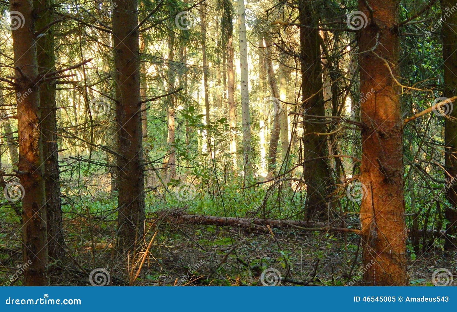 Pine forest ground stock image. Image of branch, nature - 46545005