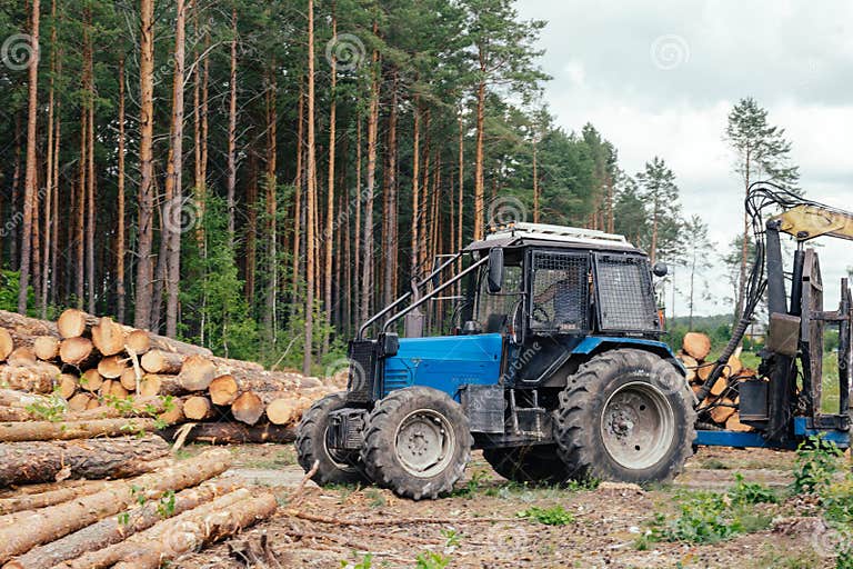 Pine Forest Harvesting Machine At During Clearing Of A Plantation