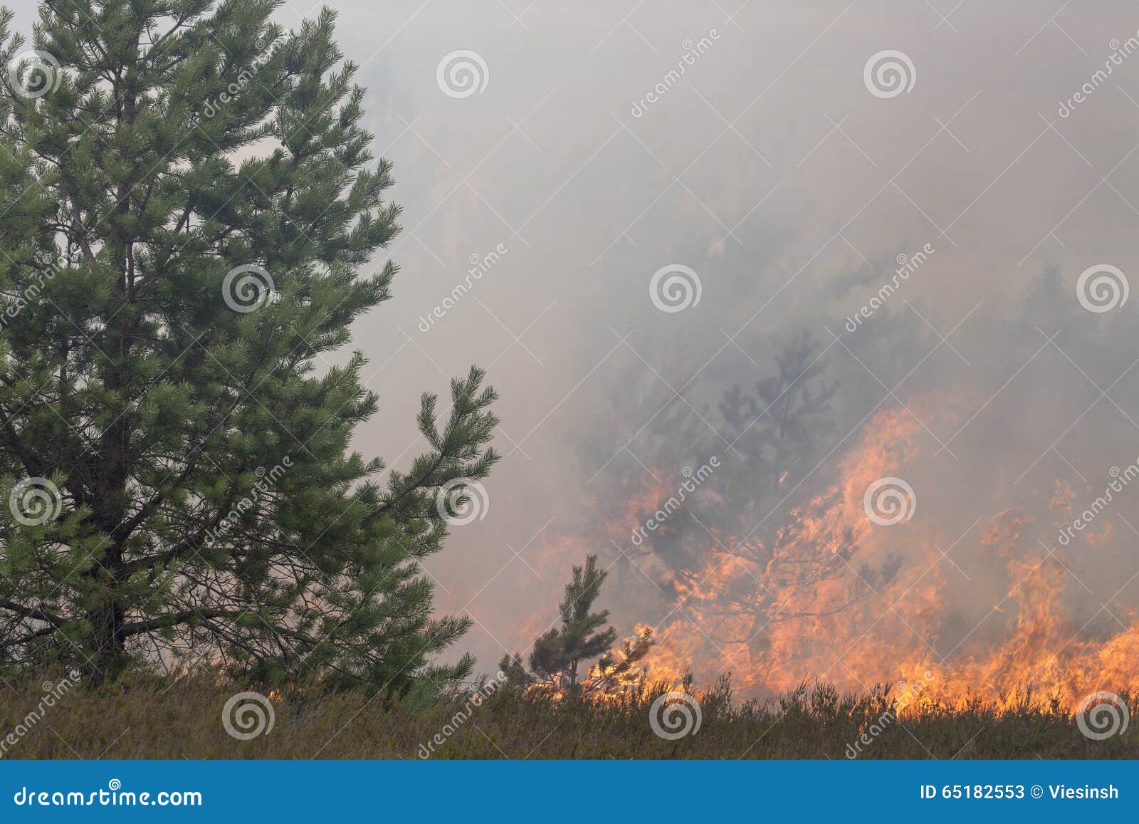 Pine Forest and Heath in Forest Fire Stock Image - Image of fire ...