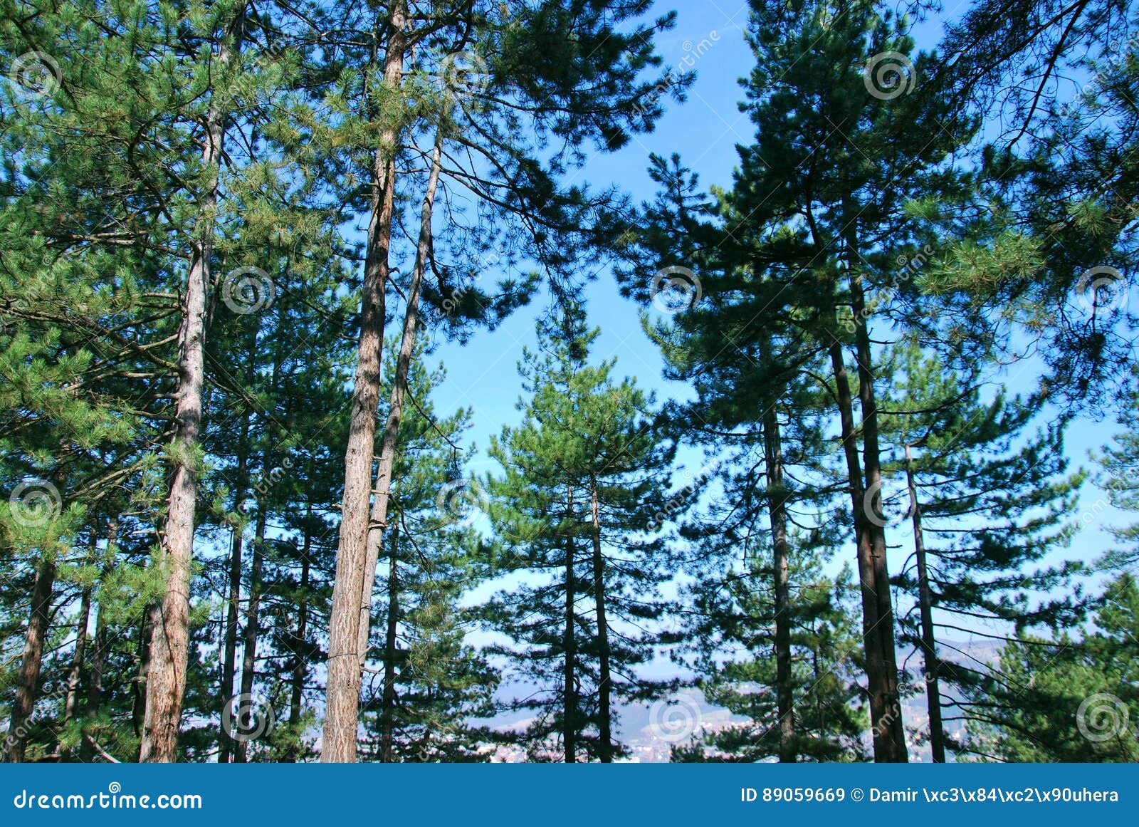 Pine forest: High treetops stock image. Image of mountain - 89059669