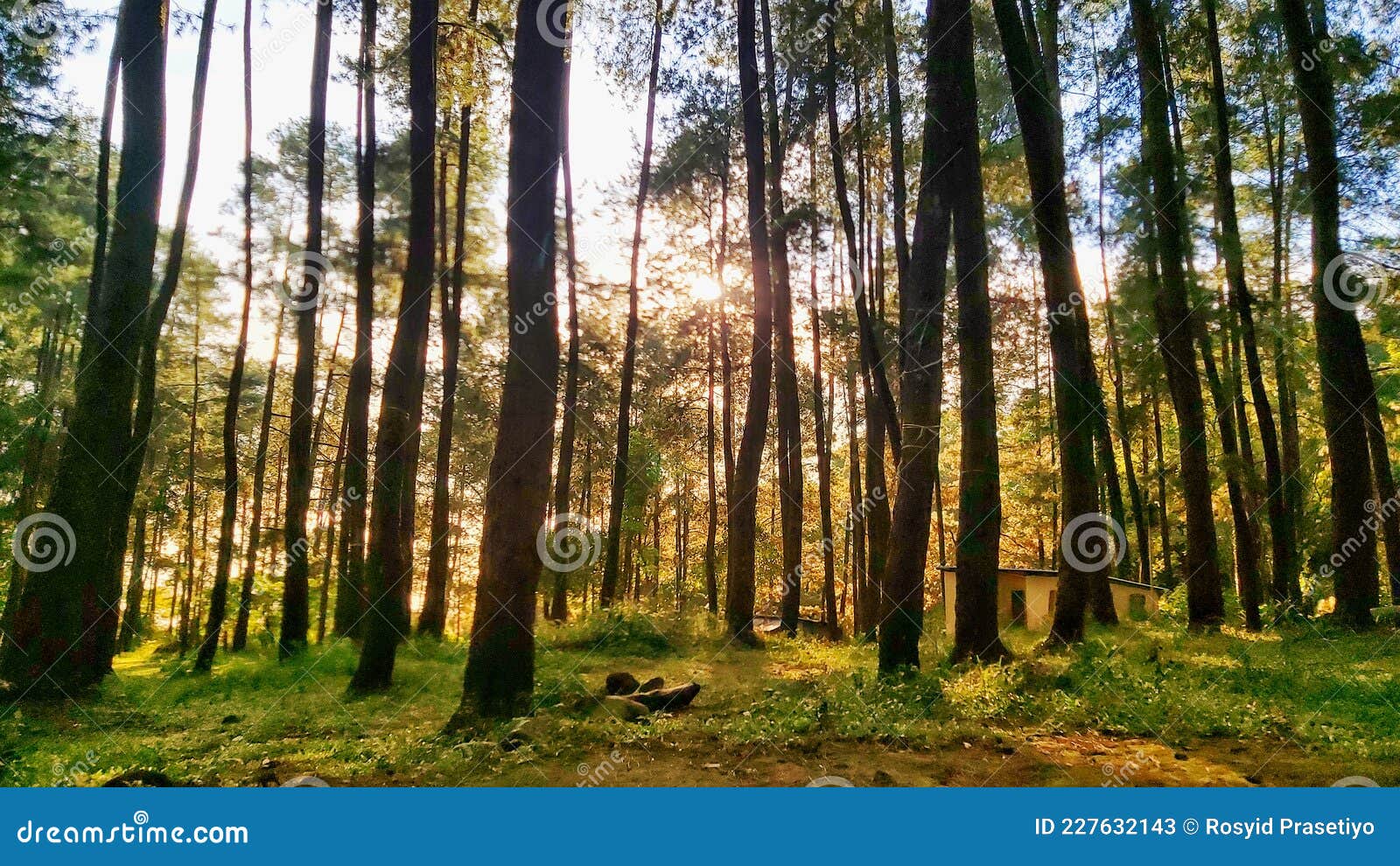 Pine Forest in the Highlands Stock Image - Image of environment, light ...