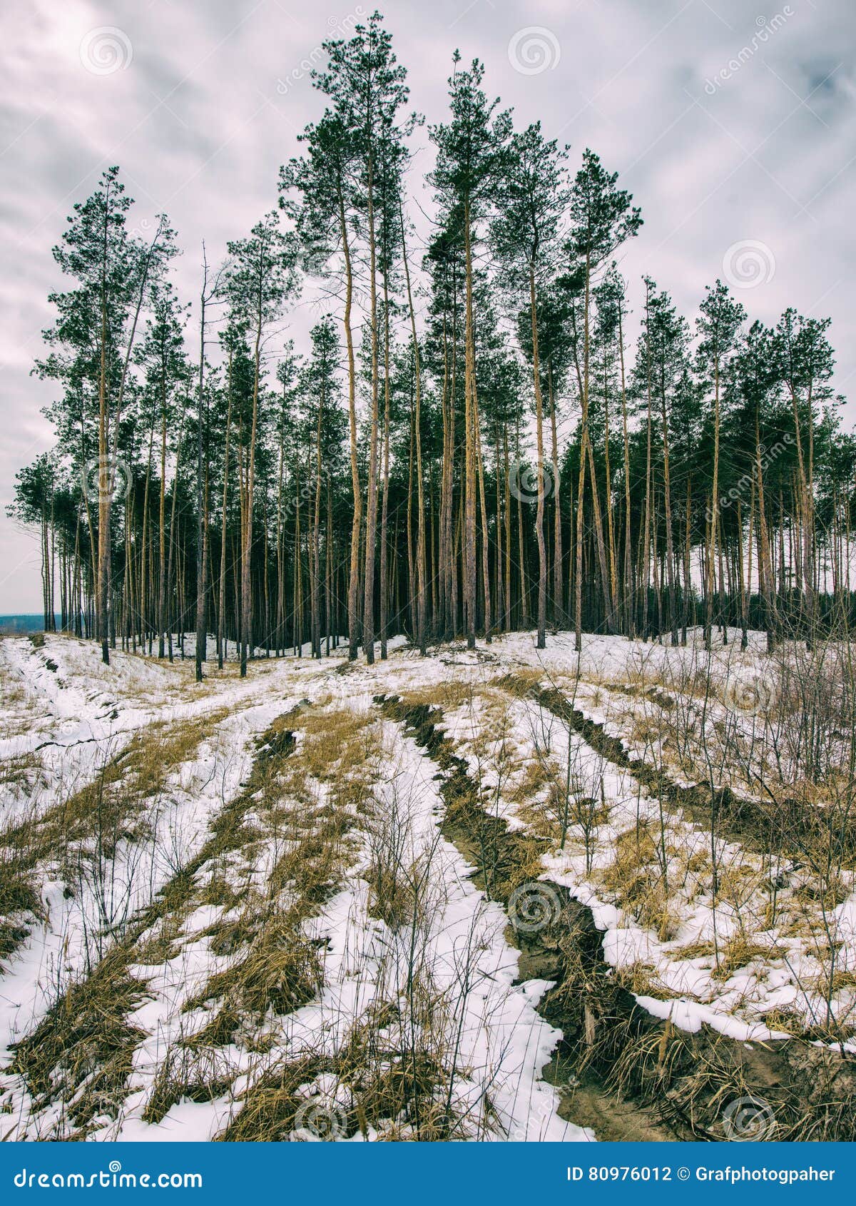 Pine Forest in a Hilly Area Stock Photo - Image of sunshine, scene ...