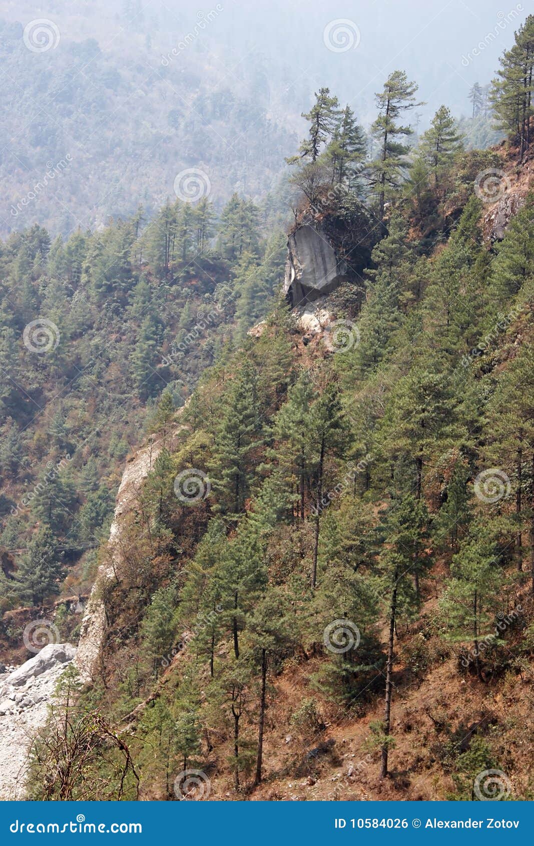 Pine Forest in Himalaya, Everest Trail, Nepal Stock Photo - Image of ...