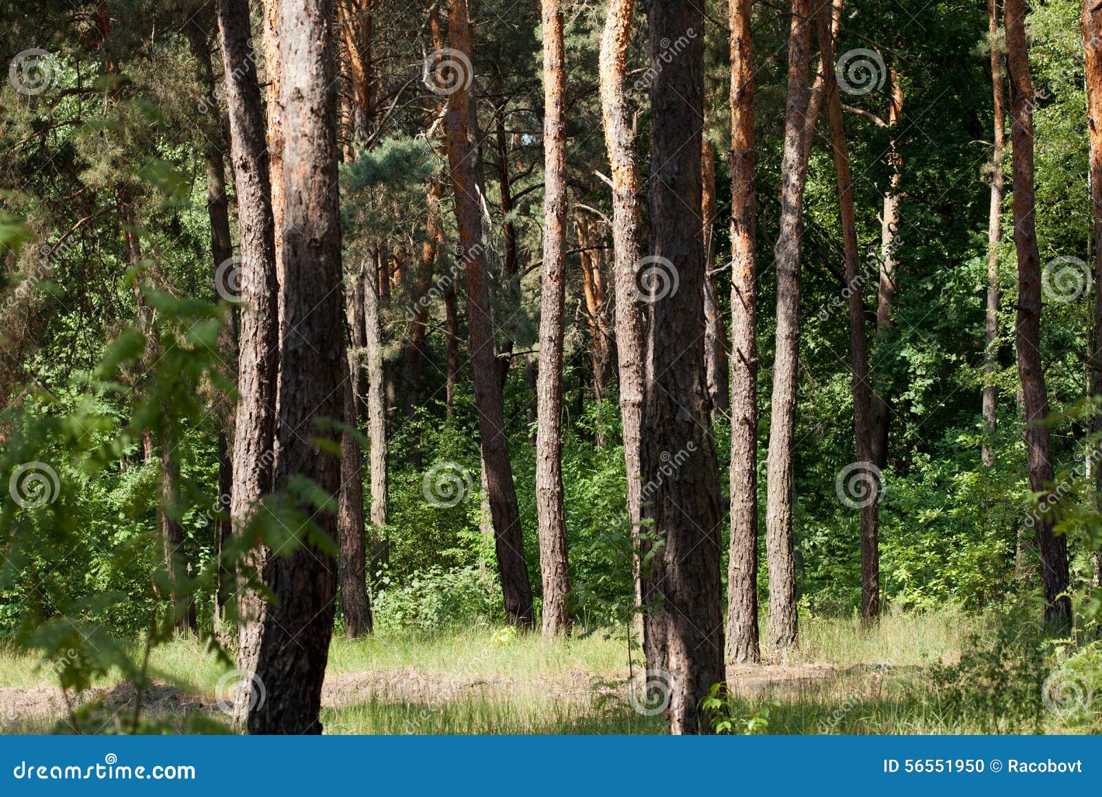 Pine forest stock photo. Image of summer, trees, horizontal - 56551950