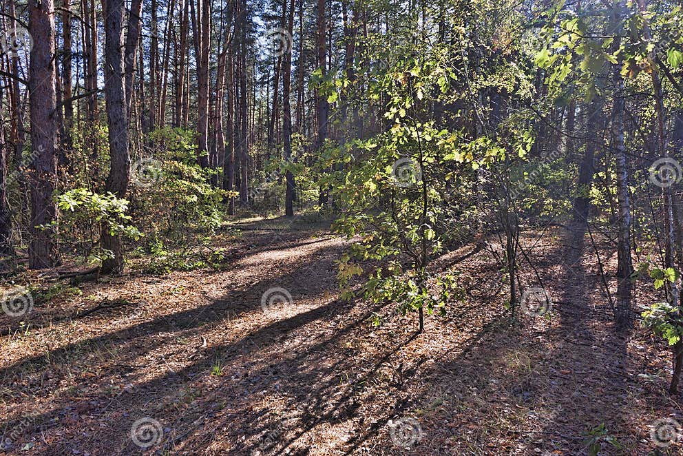 Pine Forest Interspersed with Deciduous Trees Stock Image - Image of ...