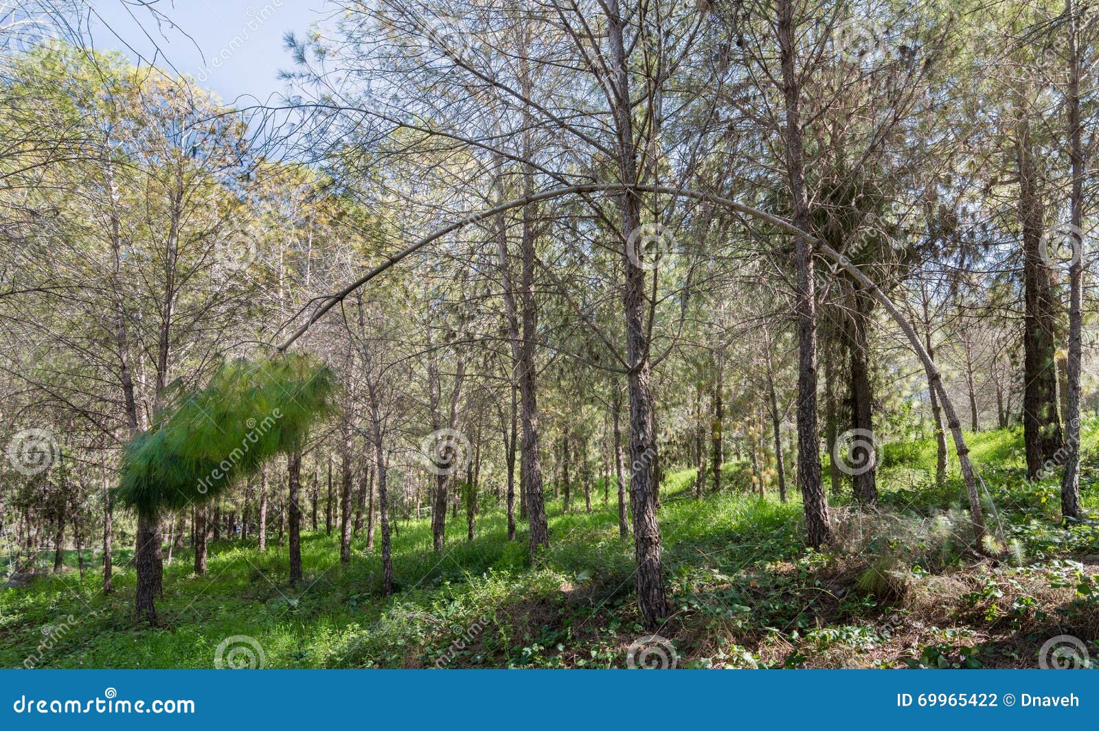 Pine forest in Israel stock photo. Image of fallen, ancient - 69965422