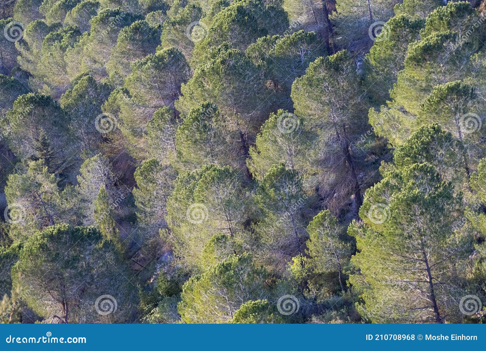 A Pine Forest in the Judea Mountains, Israel Stock Photo - Image of ...