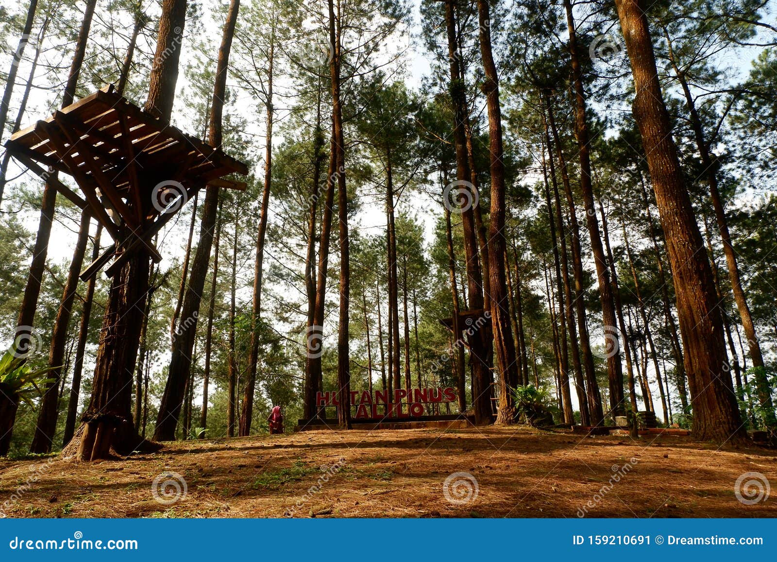 Pine forest of the kalilo stock image. Image of corner - 159210691