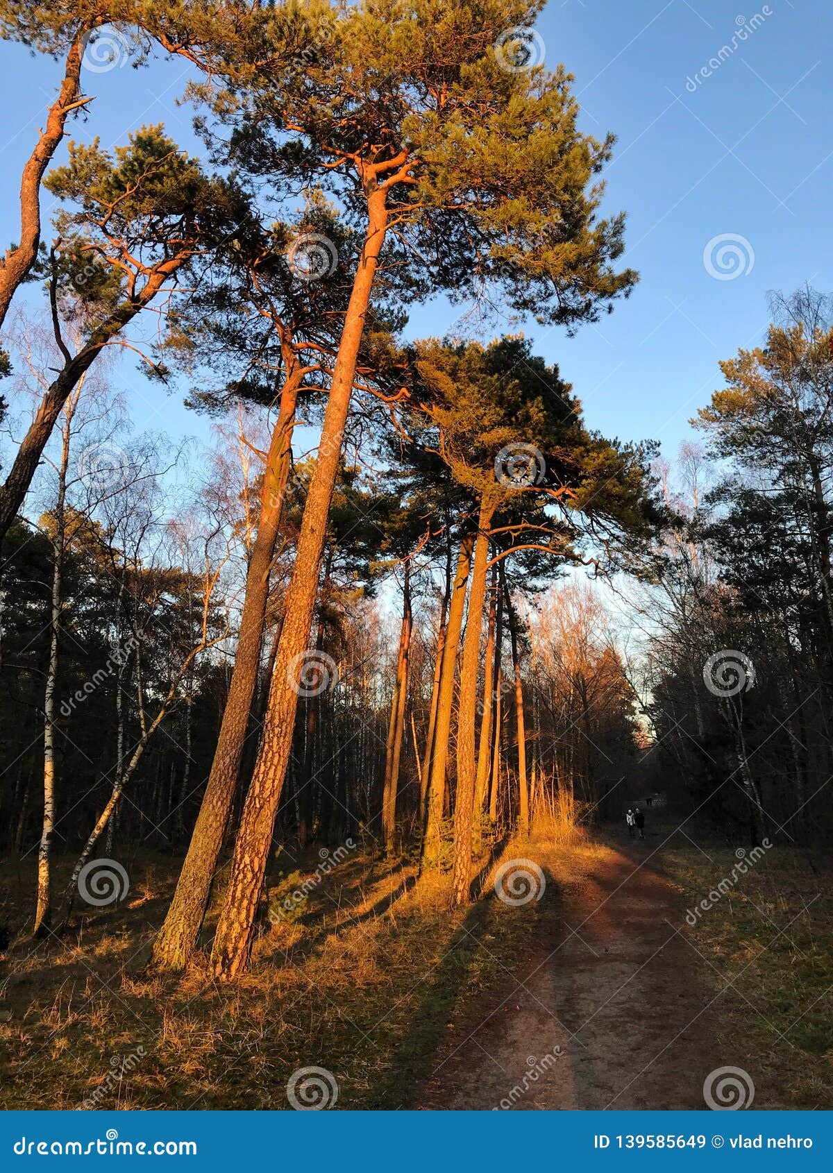 A Pine Forest Lit Up by Sun Stock Image - Image of light, walk: 139585649