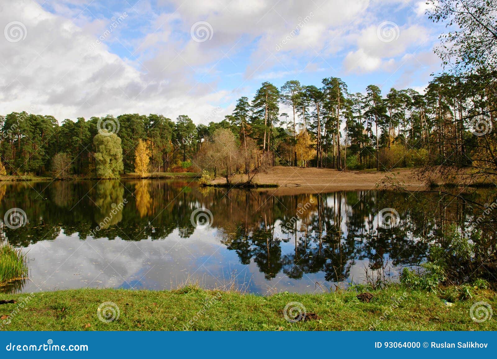 Pine Forest on the Lake with Reflection in Water Stock Photo - Image of ...