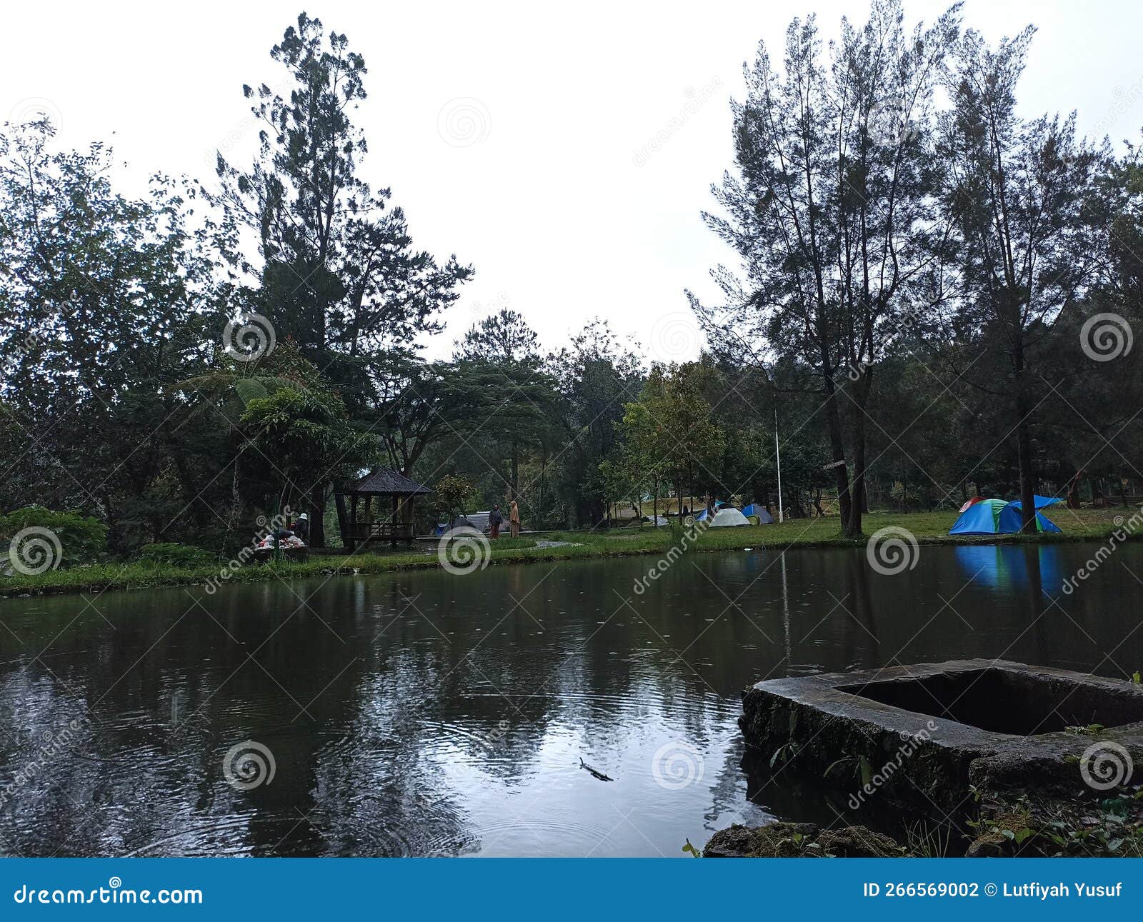 Pine Forest Lake View in Camping Ground Stock Photo - Image of wetland ...