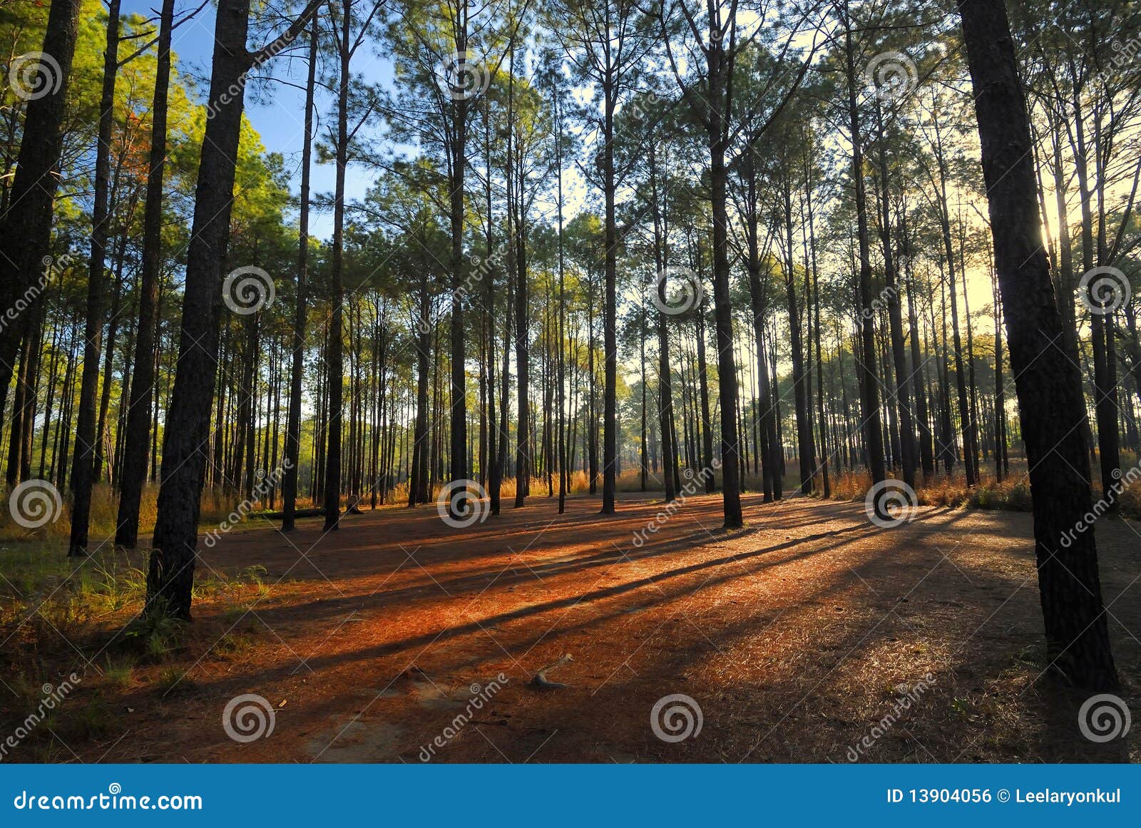 Pine forest Landscape stock photo. Image of high, tree - 13904056