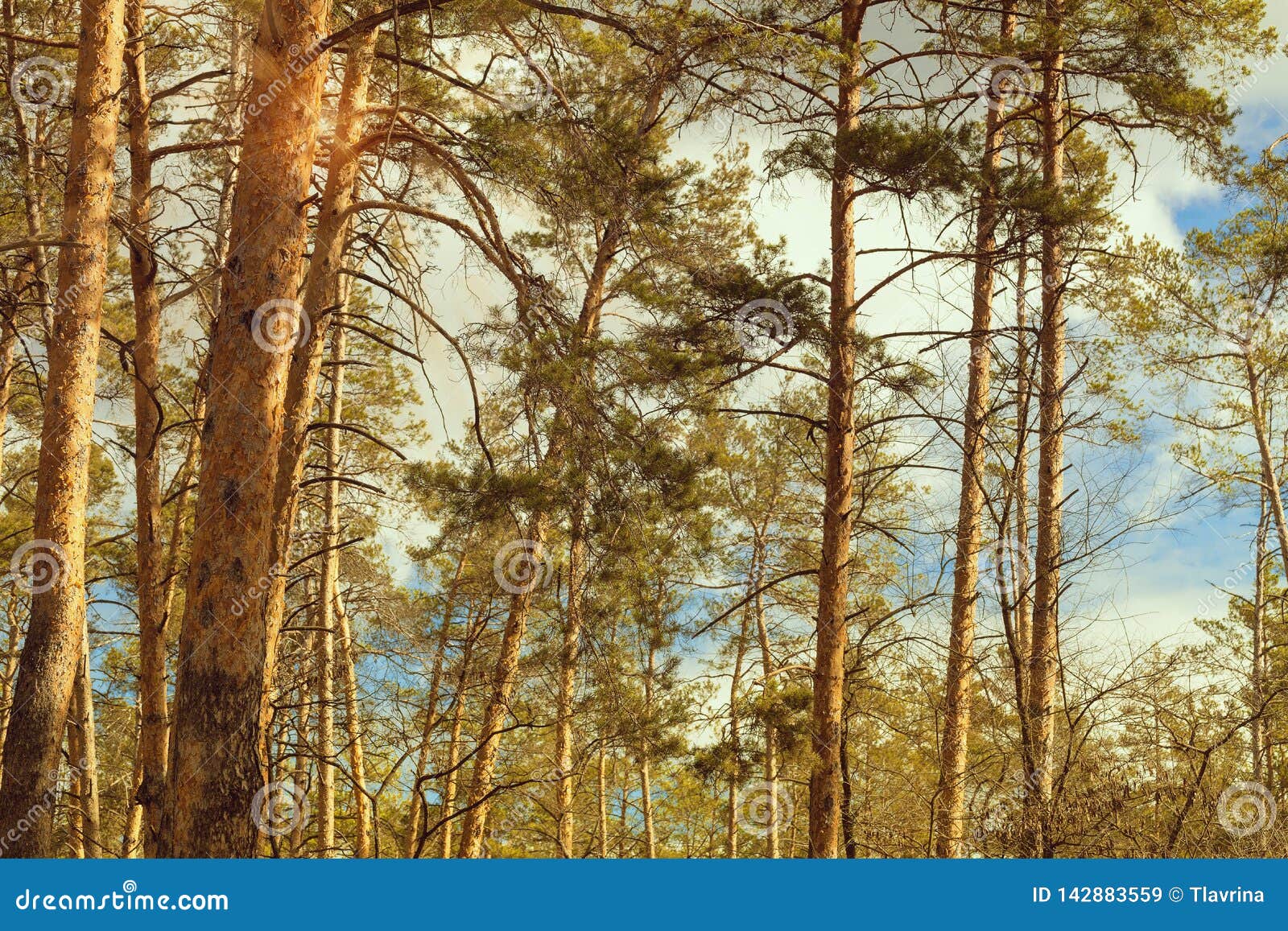 Pine Forest Landscape, Window View. the Sun through the Crowns of Tree ...