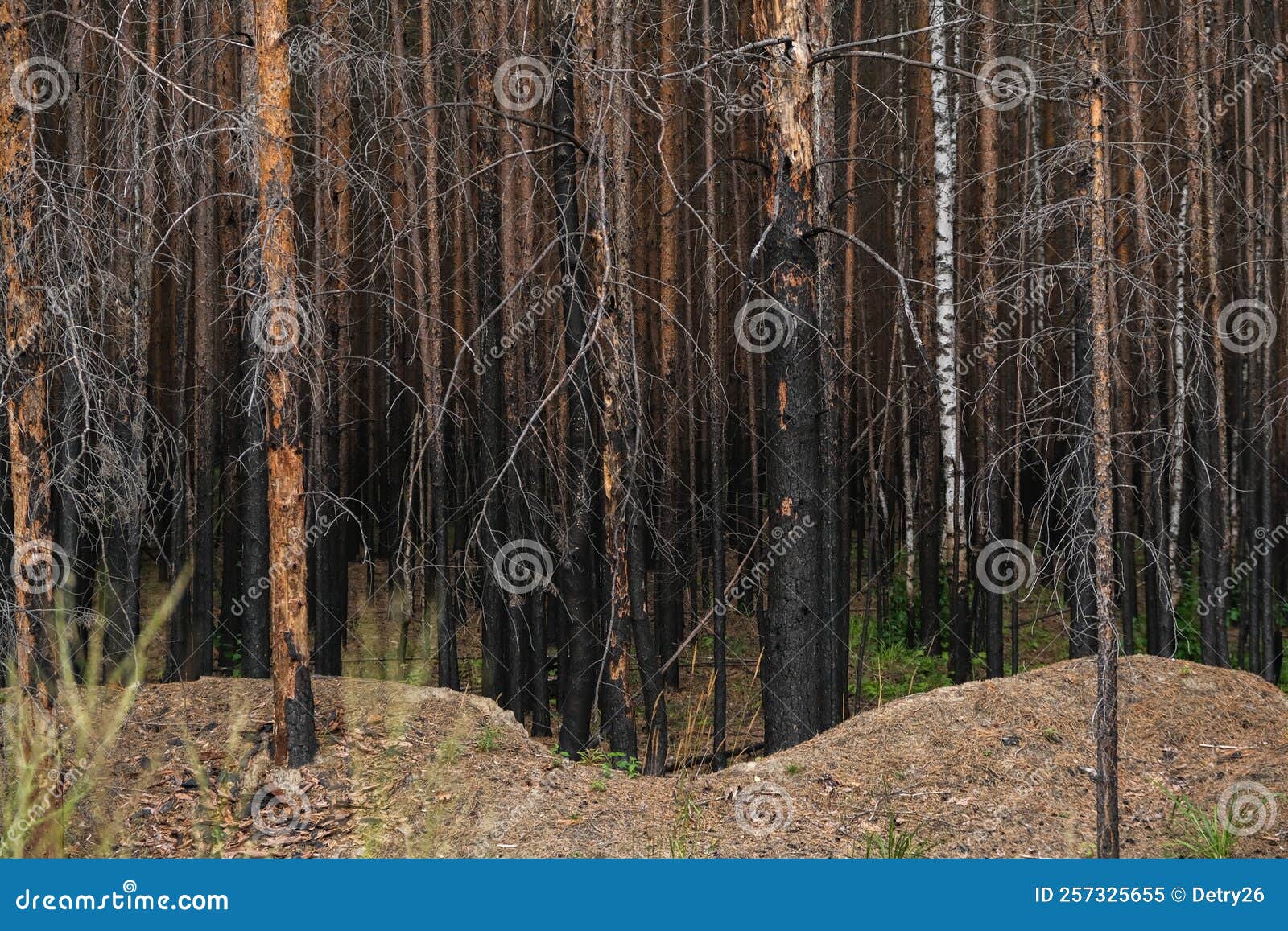 Pine Forest after Large-scale Fire. Landscape of a Burnt Forest. Dead ...