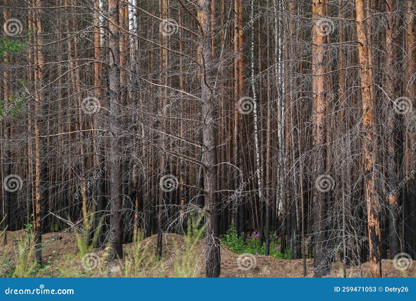 Pine Forest after Large-scale Fire. Landscape of a Burnt Forest. Dead ... Pine Forest after Large-scale Fire. Landscape of a Burnt Forest. Dead ...