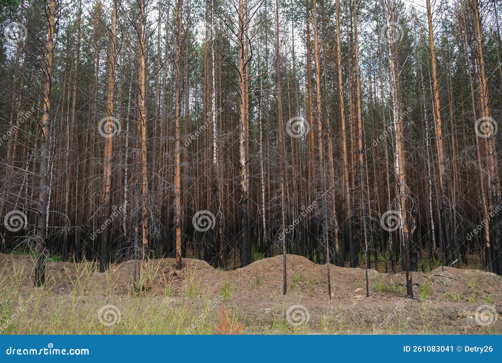 Pine Forest after Large-scale Fire. Landscape of a Burnt Forest. Dead ... Pine Forest after Large-scale Fire. Landscape of a Burnt Forest. Dead ...