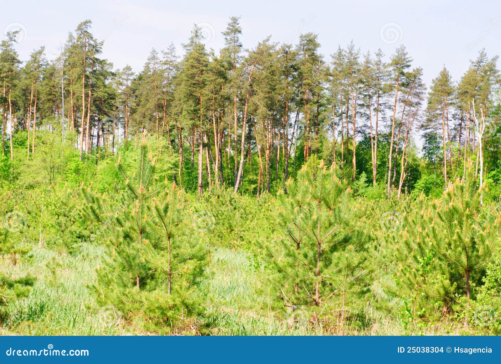 Pine Forest.large and Small Trees Stock Photo - Image of high, green ...
