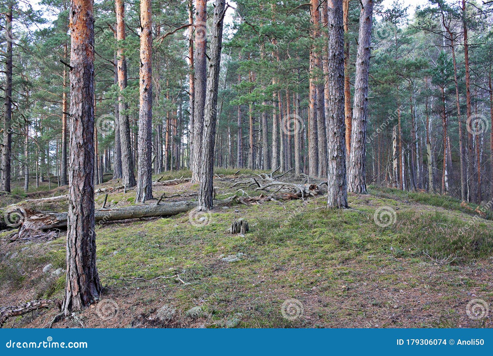 Pine forest stock photo. Image of coppice, nature, season - 179306074