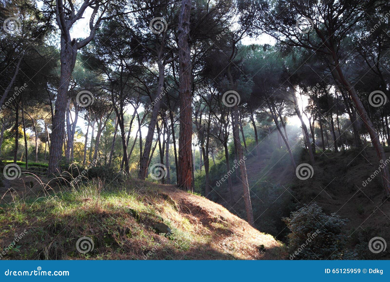 Pine Forest, Lebanon stock image. Image of activities - 65125959