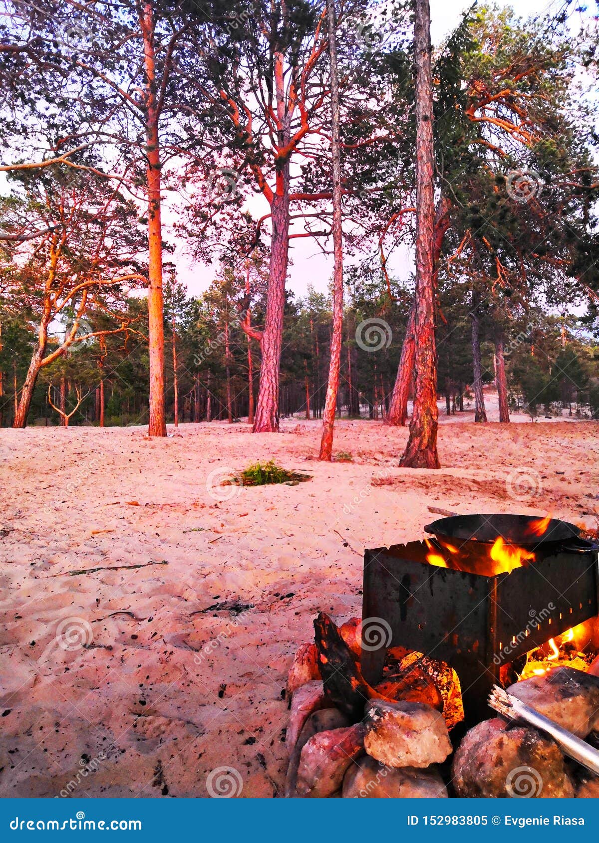 Pine Forest Lit by the Sunset, Barbecue with a Cauldron on the Fire ...
